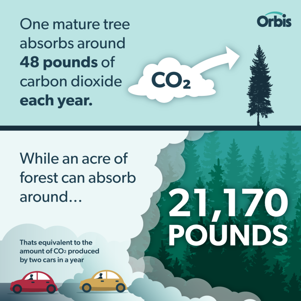 Going Green: The Environmental Benefits of Forestry - Orbis